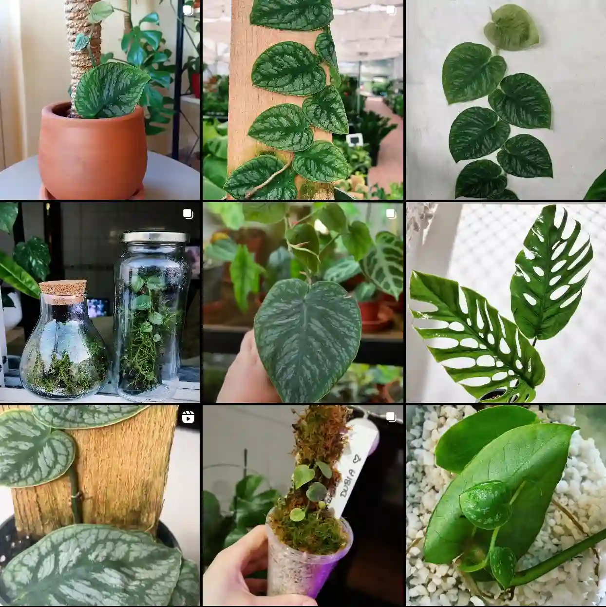 Monstera Dubia Care Guide: Cultivating Your Shingle Plant for Dramatic ...