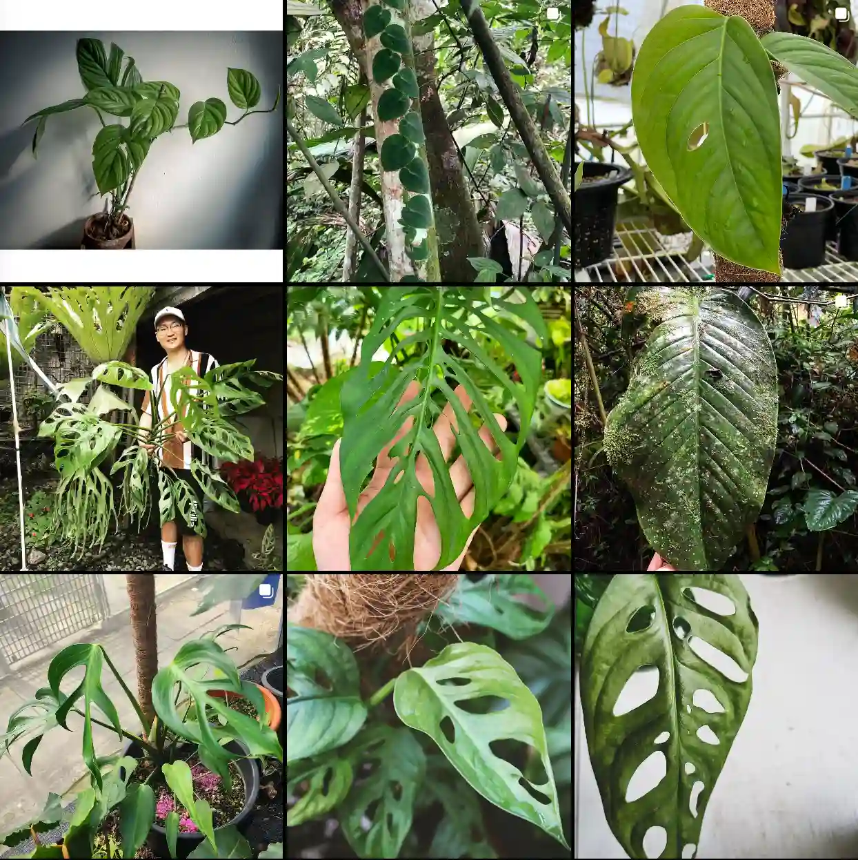 67 Species in Genus Monstera