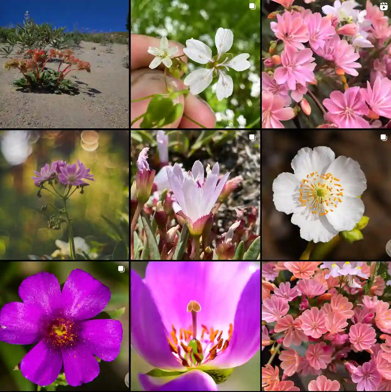 Plant Family: 16 Genera in Montiaceae
