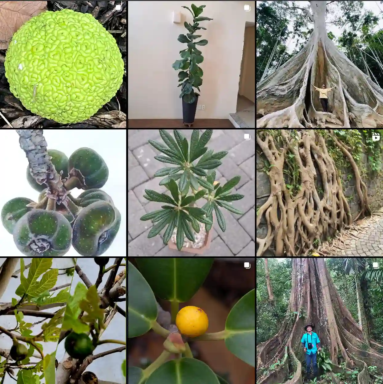 Plant Family: 48 Genera in Moraceae