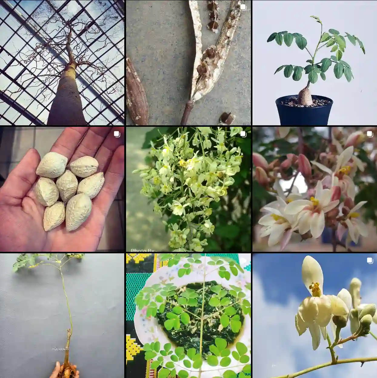 Plant Family: Moringaceae - 13 Species in Genus Moringa