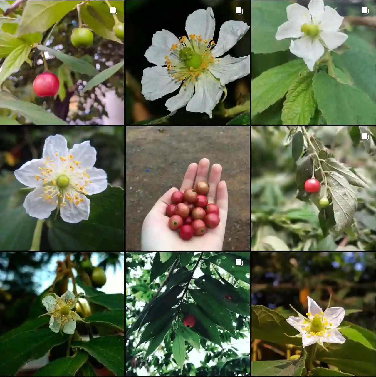 Plant Family: 3 Genera in Muntingiaceae