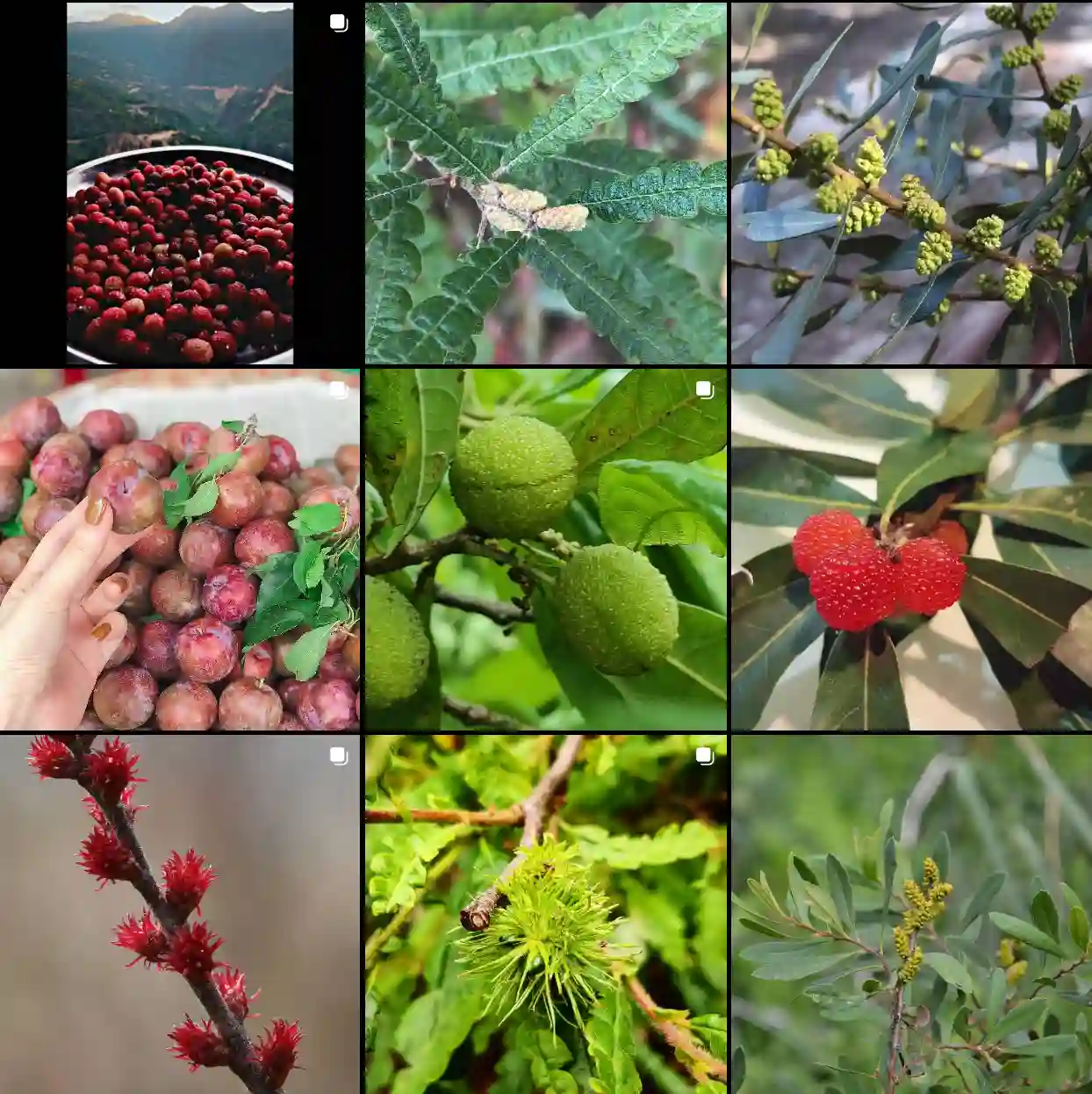 Plant Family: 3 Genera in Myricaceae