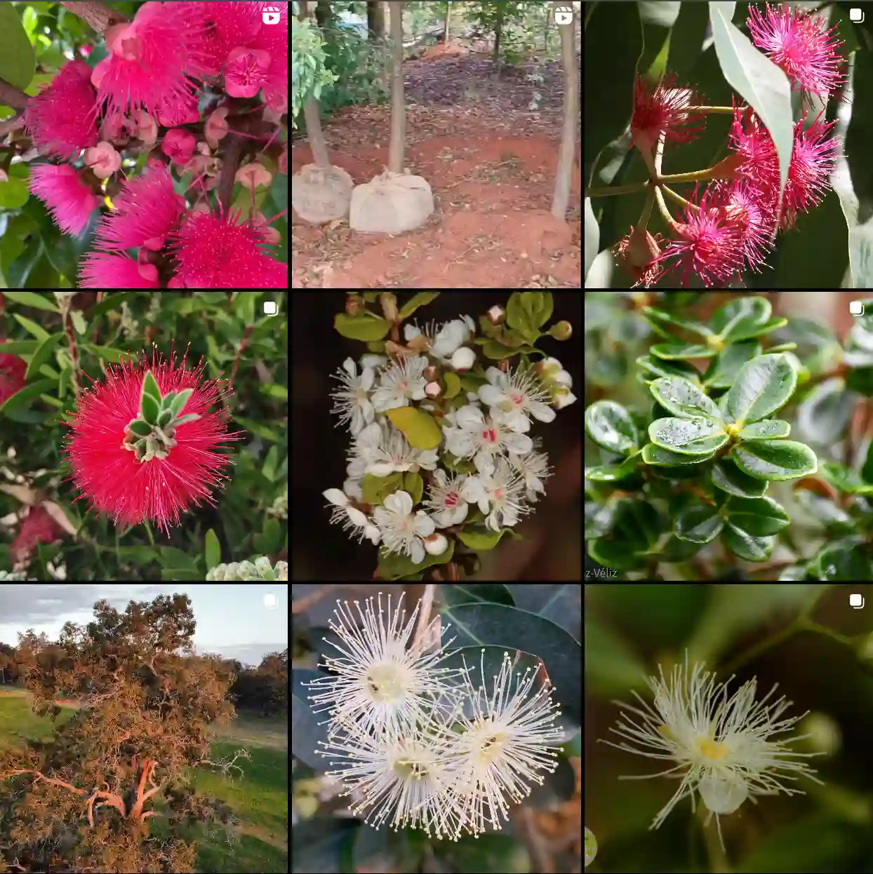 Plant Family: 130 Genera in Myrtaceae