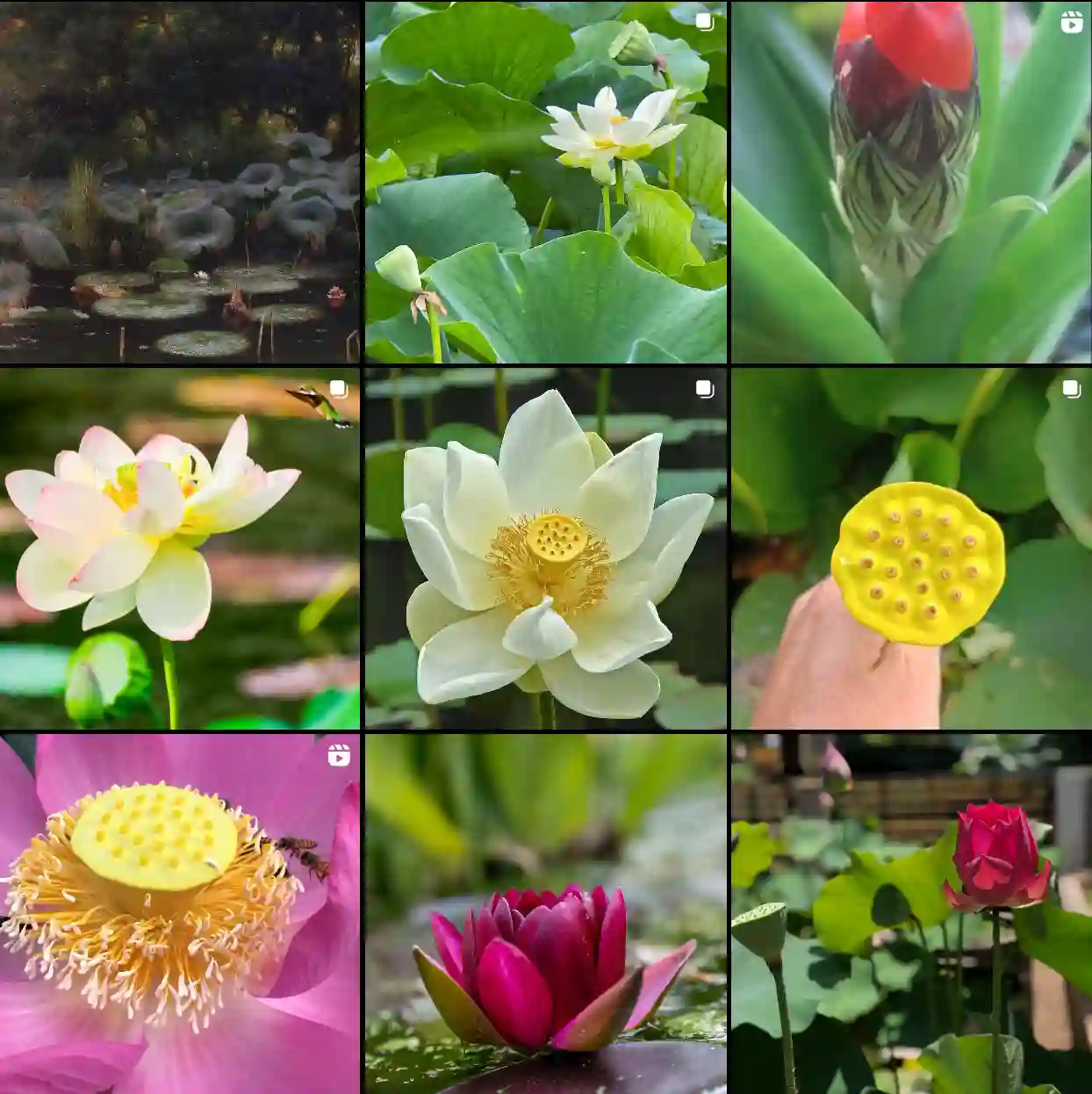 Plant Family: Nelumbonaceae - 2 Species in Genus Nelumbo