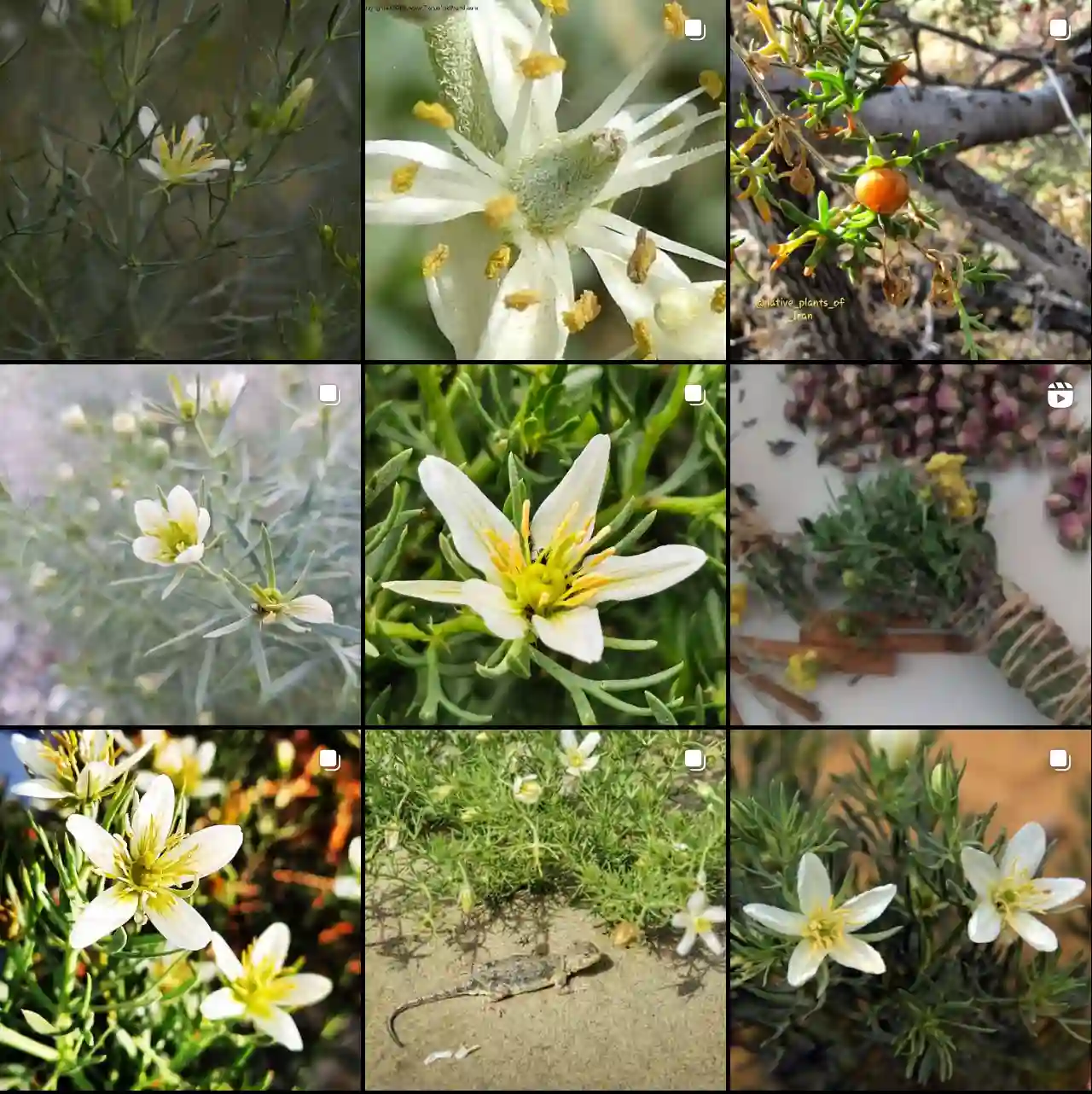 Plant Family: 4 Genera in Nitrariaceae