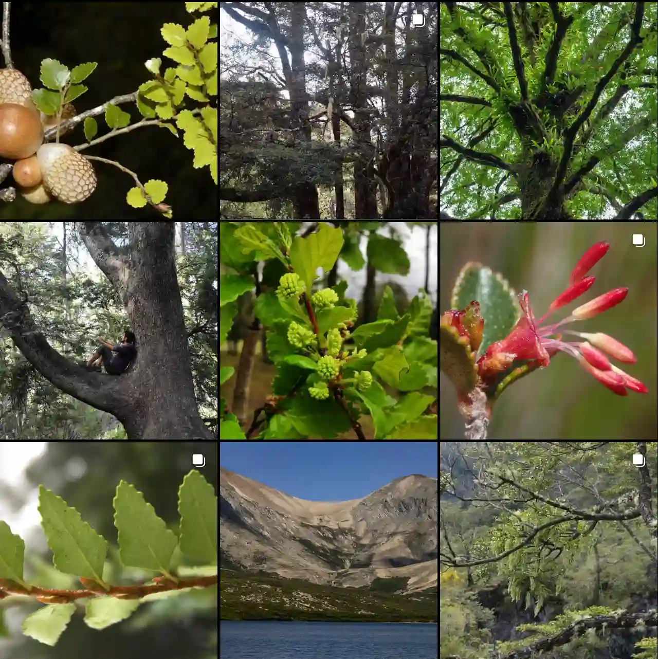 Plant Family: Nothofagaceae - 42 Species in Genus Nothofagus