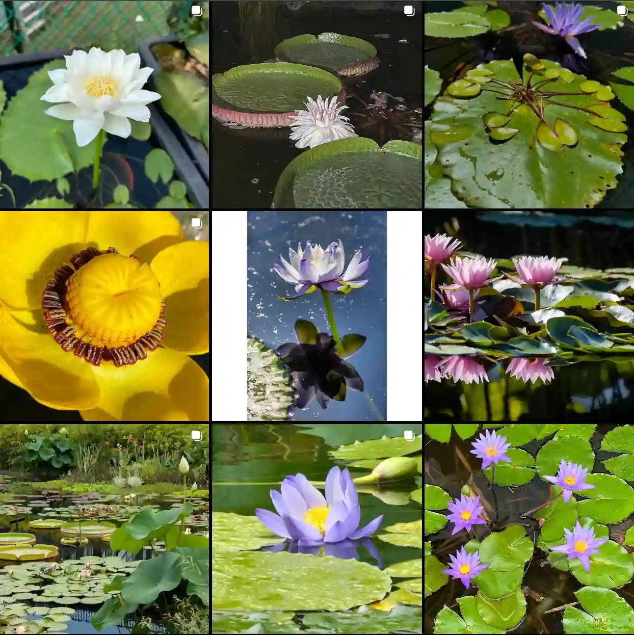 Plant Family: 5 Genera in Nymphaeaceae