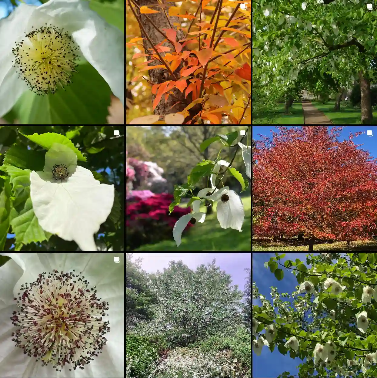 Plant Family: 5 Genera in Nyssaceae