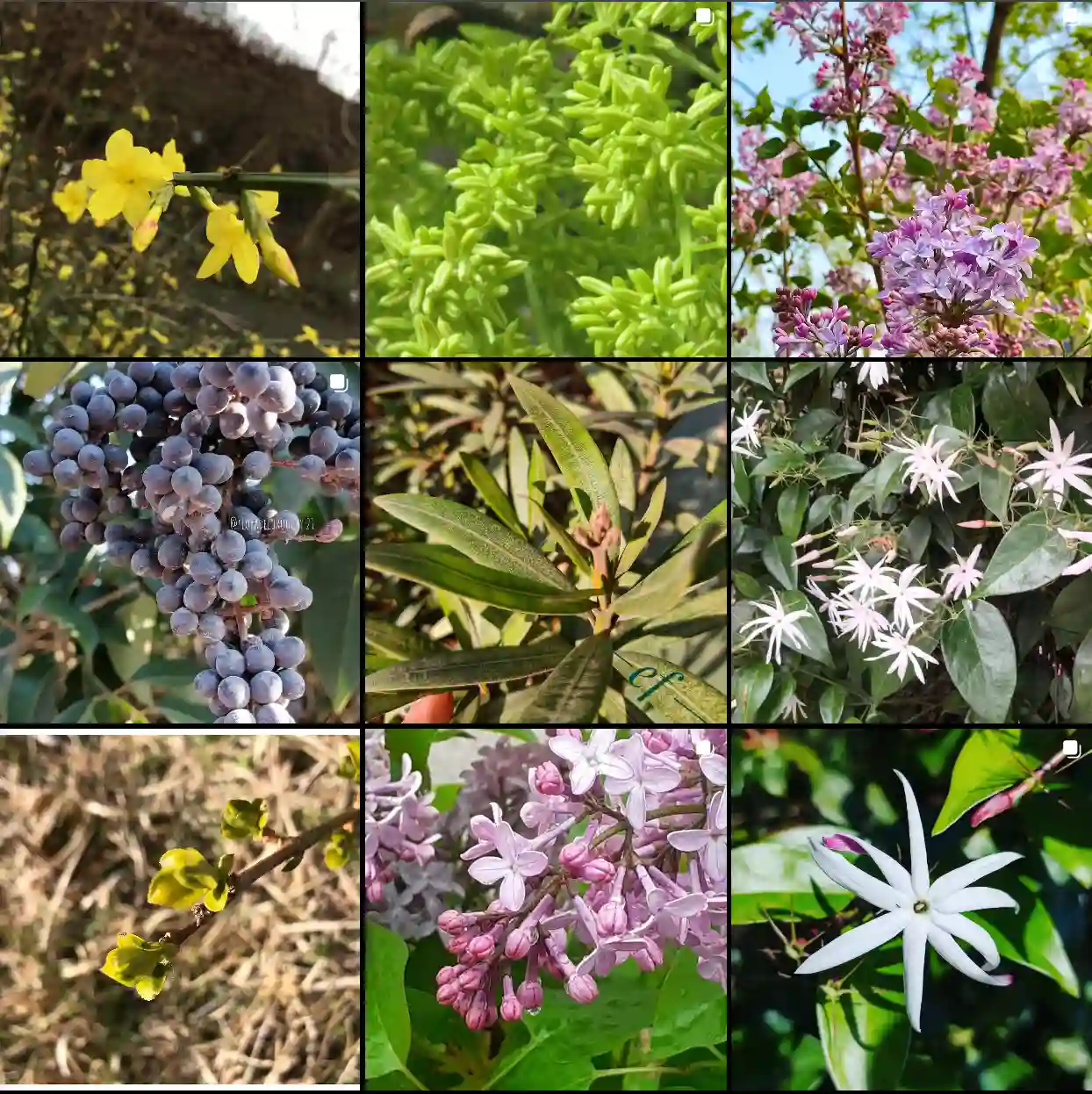 Plant Family: 27 Genera in Oleaceae