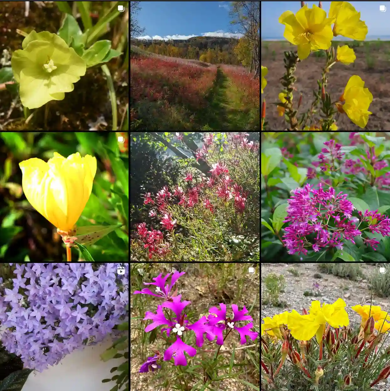 Plant Family: 22 Genera in Onagraceae