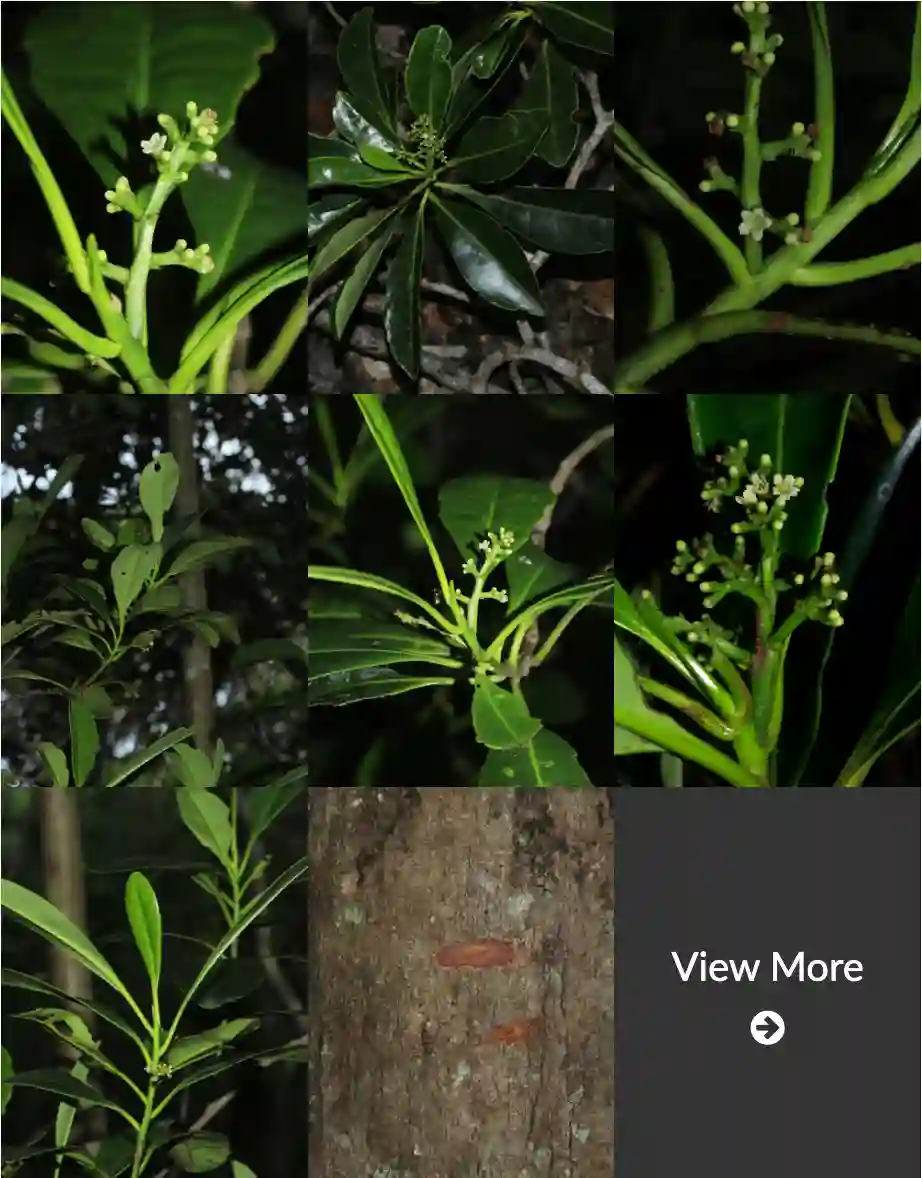 Plant Family: Oncothecaceae - Genus Oncotheca