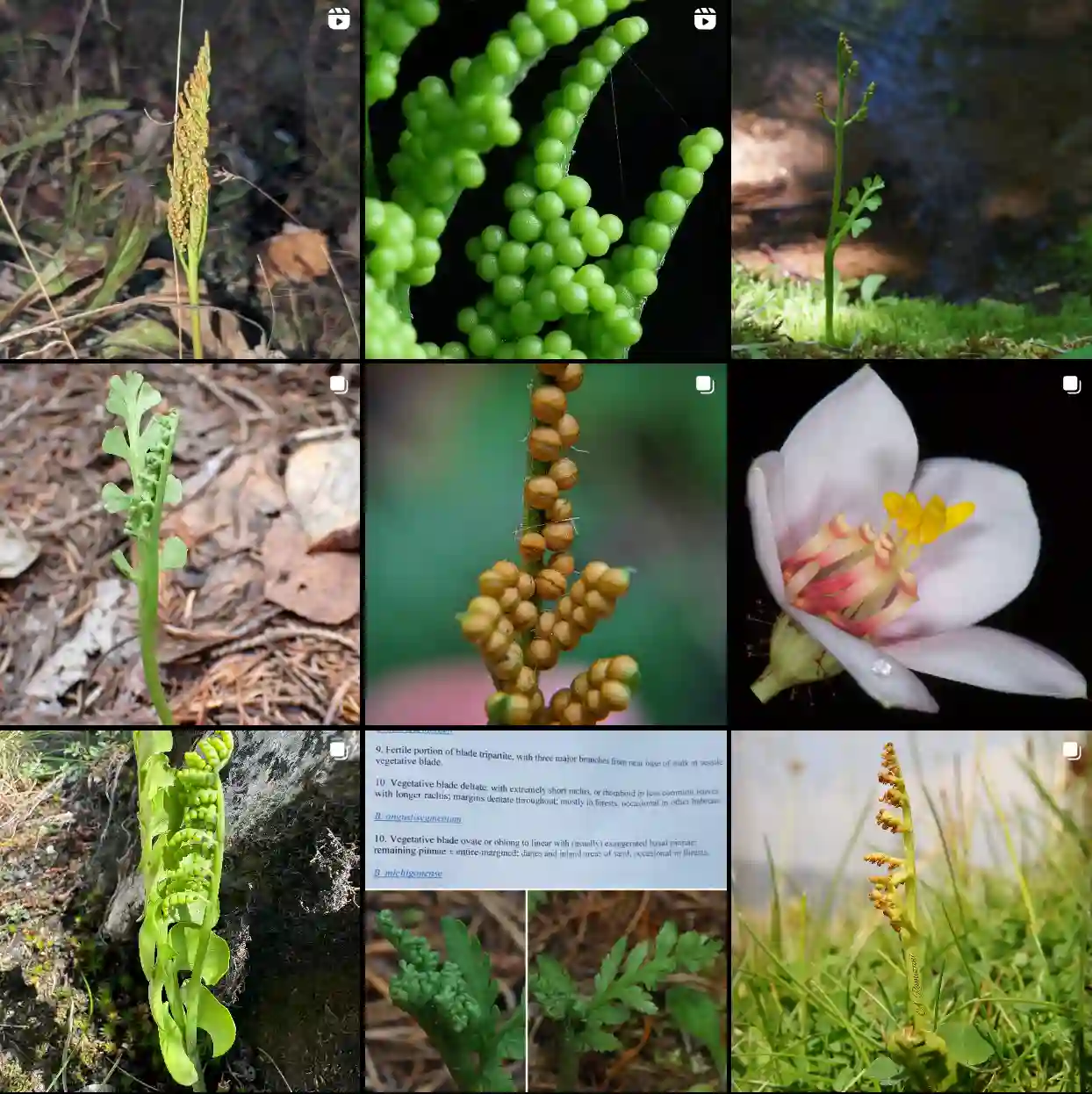Plant Family: 4 Genera in Ophioglossaceae