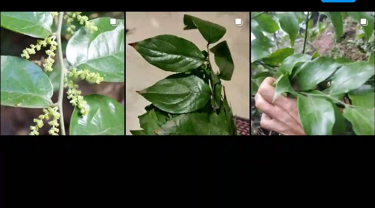 Plant Family: 11 Genera in Opiliaceae