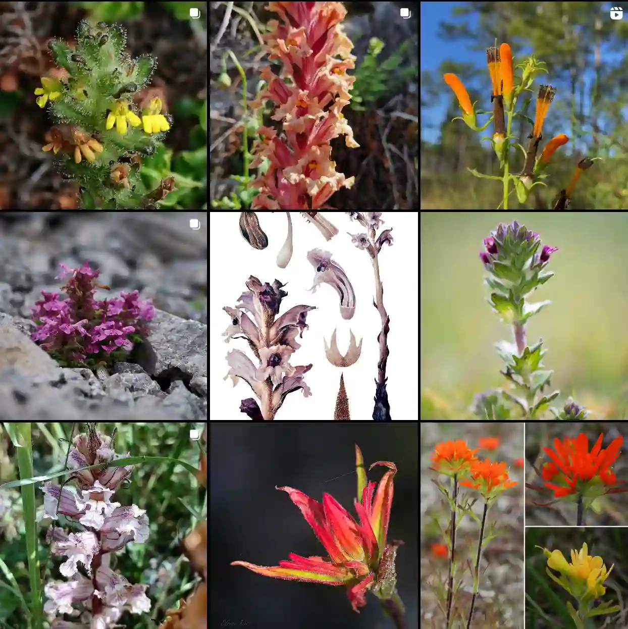 Plant Family: 99 Genera in Orobanchaceae