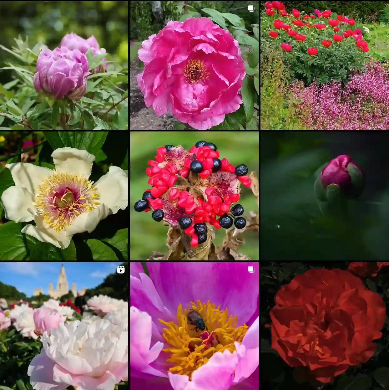 Plant Family: Paeoniaceae - 42 Species in Genus Paeonia - Peonies
