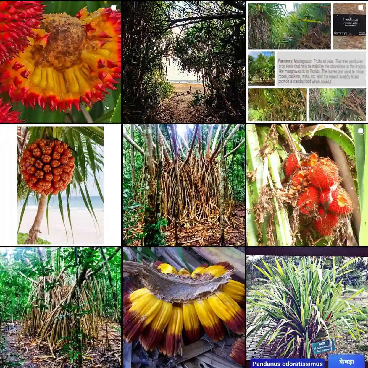 Plant Family: 5 Genera in Pandanaceae