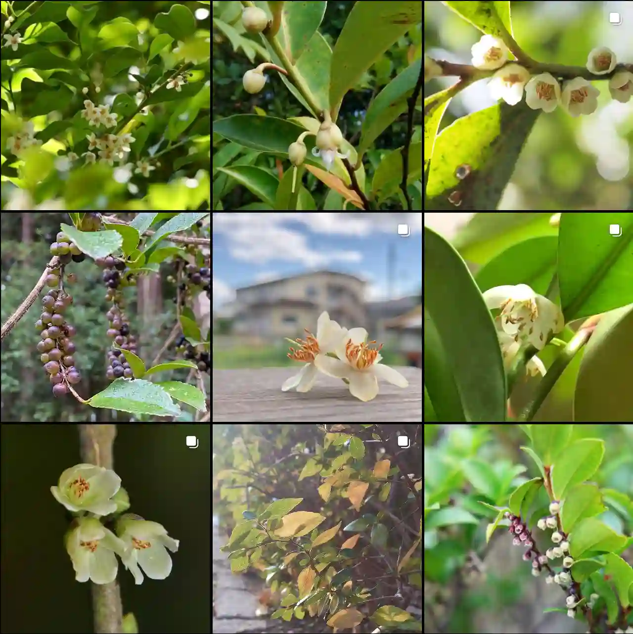 Plant Family: 12 Genera in Pentaphylacaceae