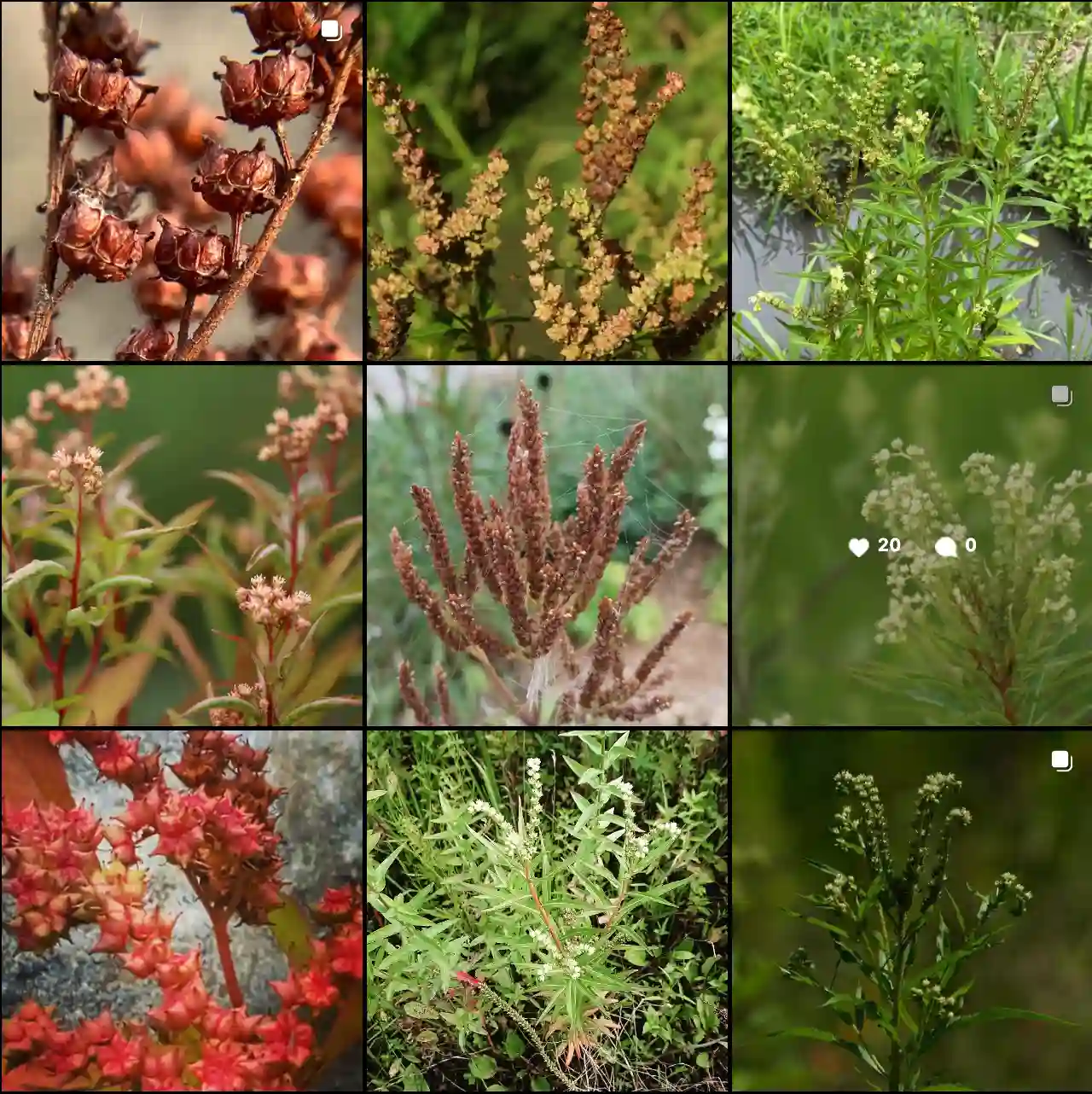 Plant Family: Penthoraceae - Genus Penthorum