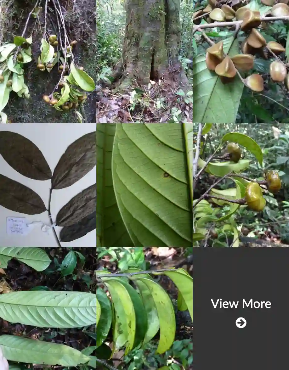 Plant Family: 4 Genera in Peridiscaceae