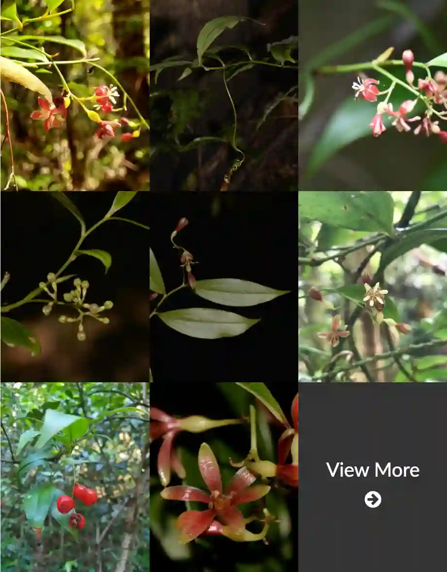 Plant Family: Petermanniaceae - Genus Petermannia