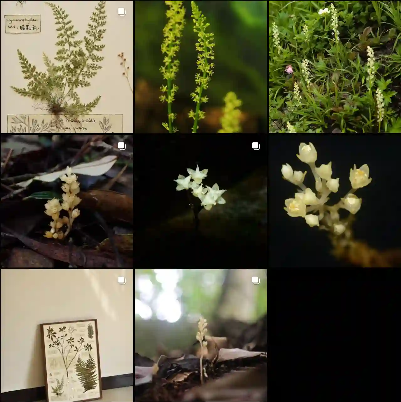 Plant Family: 2 Genera in Petrosaviaceae