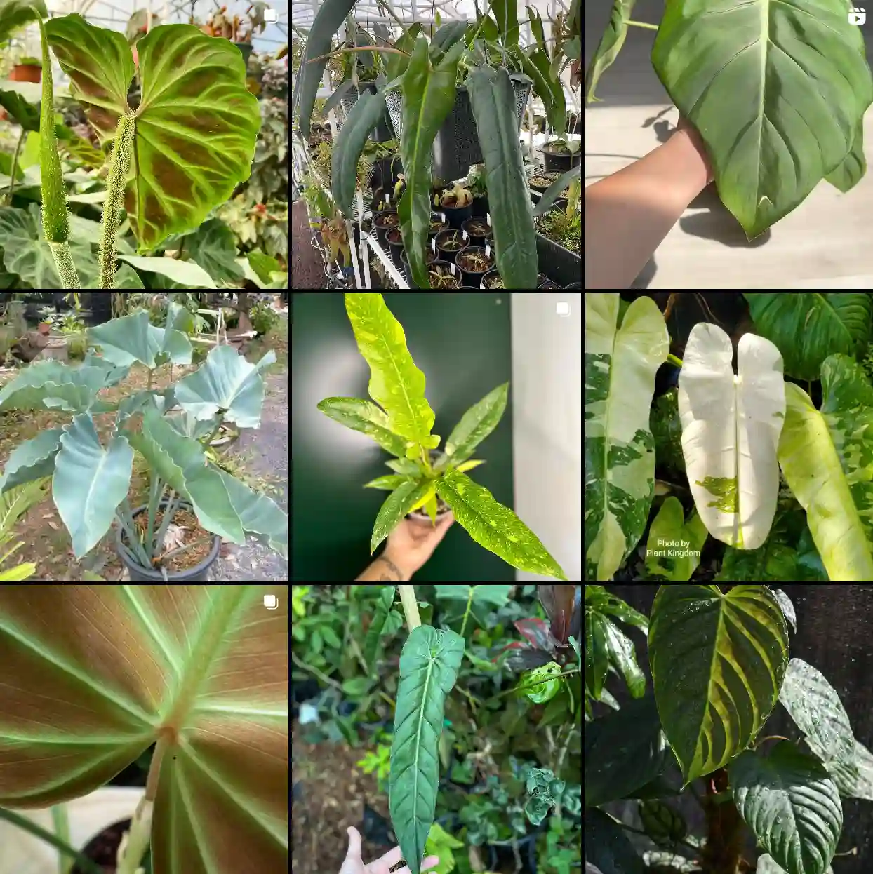 623 Species in Genus Philodendron