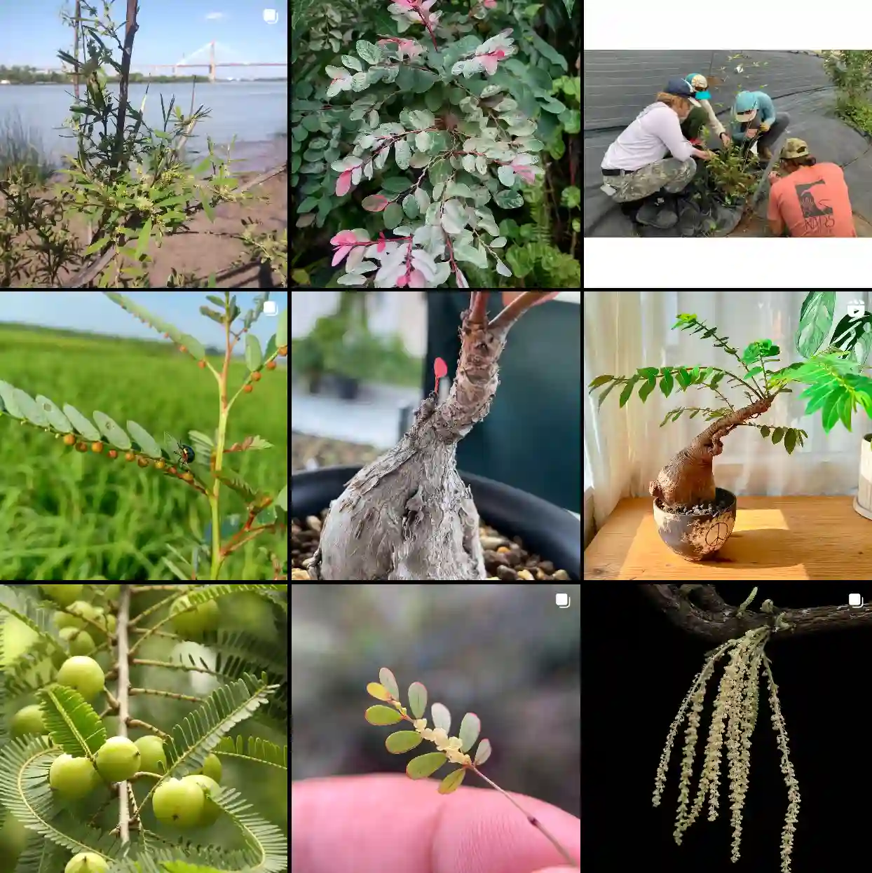 Plant Family: 59 Genera in Phyllanthaceae