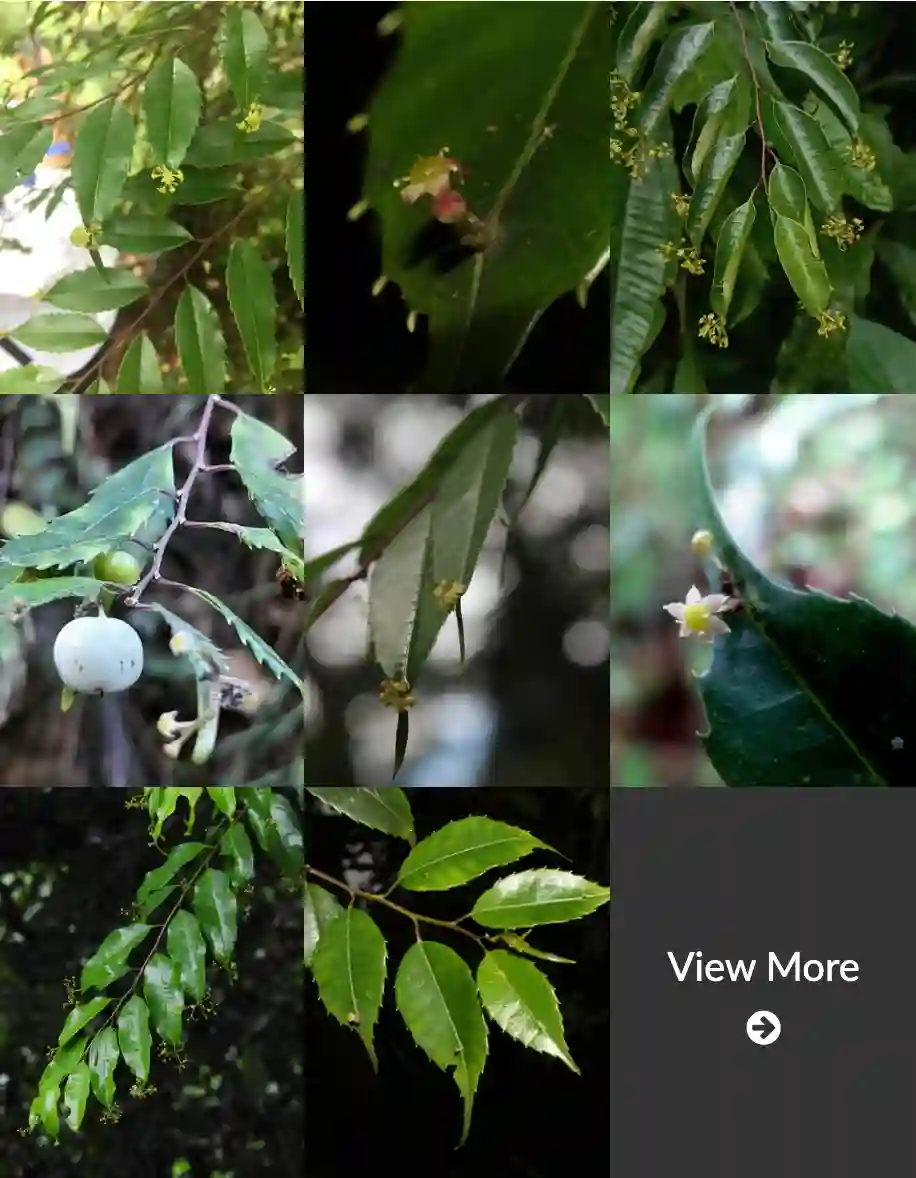 Plant Family: Phyllonomaceae - Genus Phyllonoma