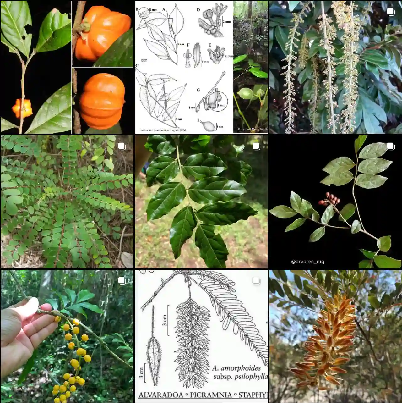 Plant Family: 4 Genera in Picramniaceae