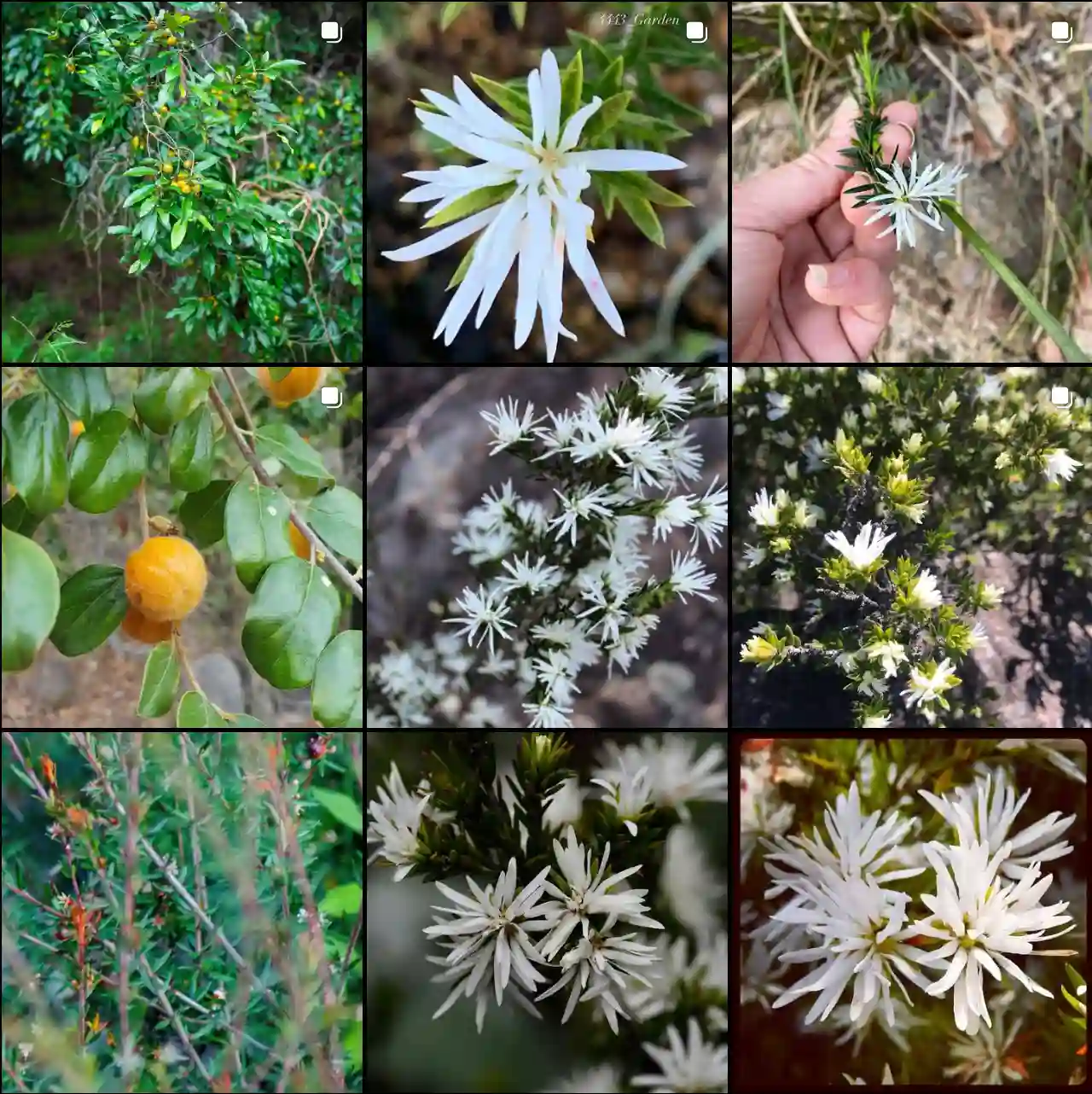 Plant Family: 25 Genera in Picrodendraceae