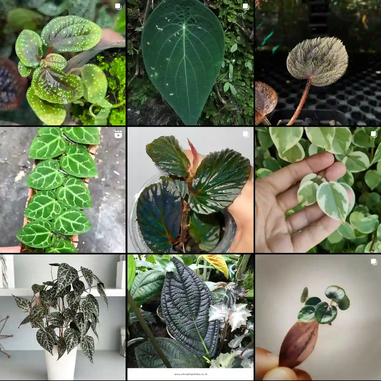 Plant Family: 5 Genera in Piperaceae