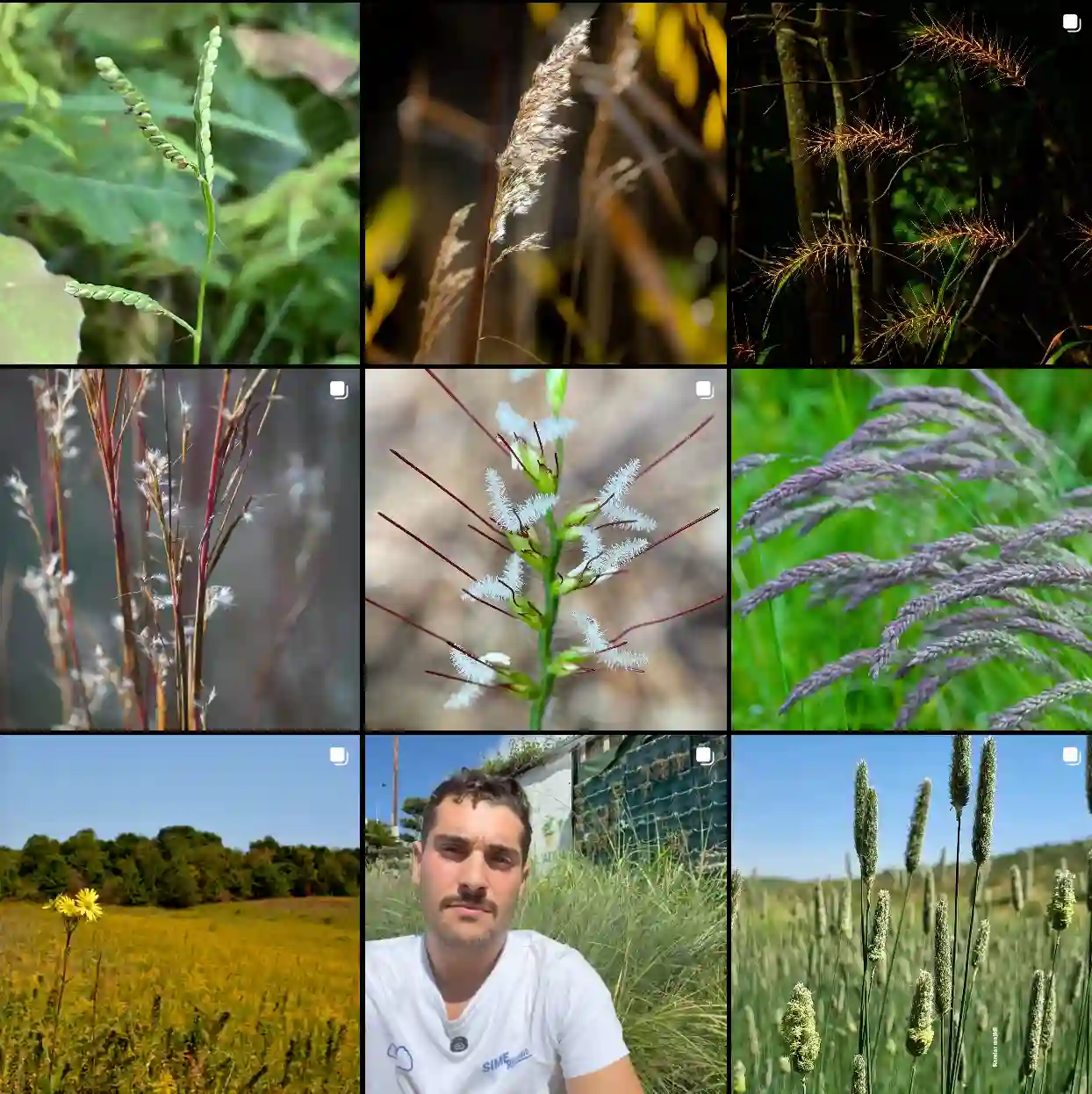 Plant Family: 822 Genera in Poaceae