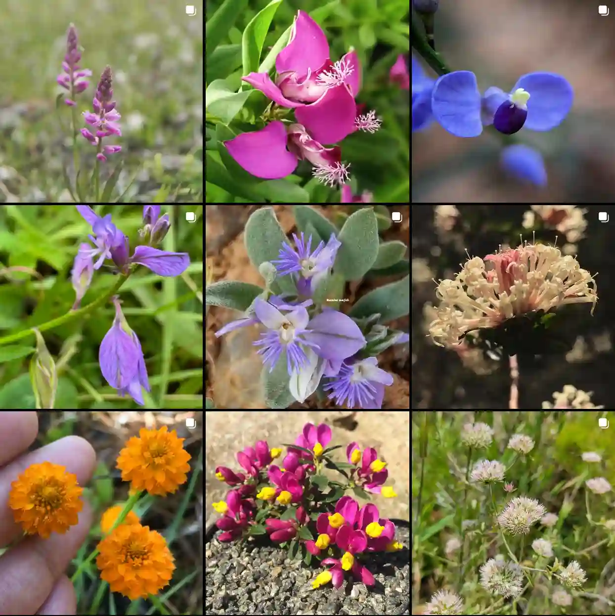 Plant Family: 30 Genera in Polygalaceae