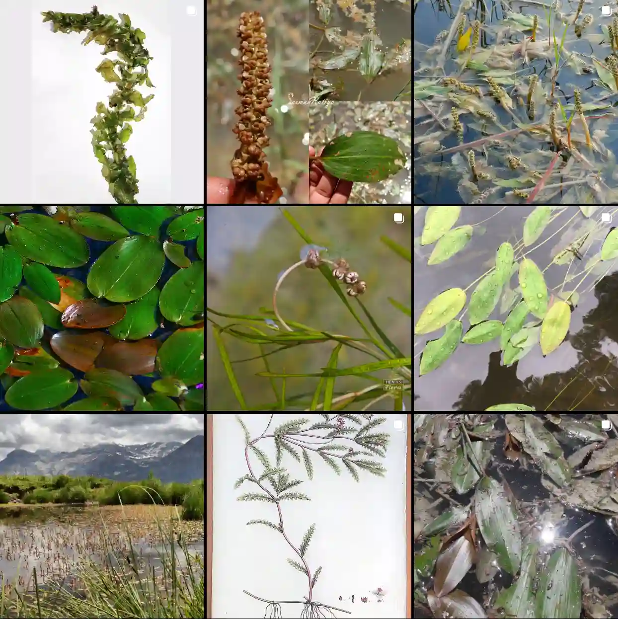 Plant Family: 5 Genera in Potamogetonaceae - Pondweeds