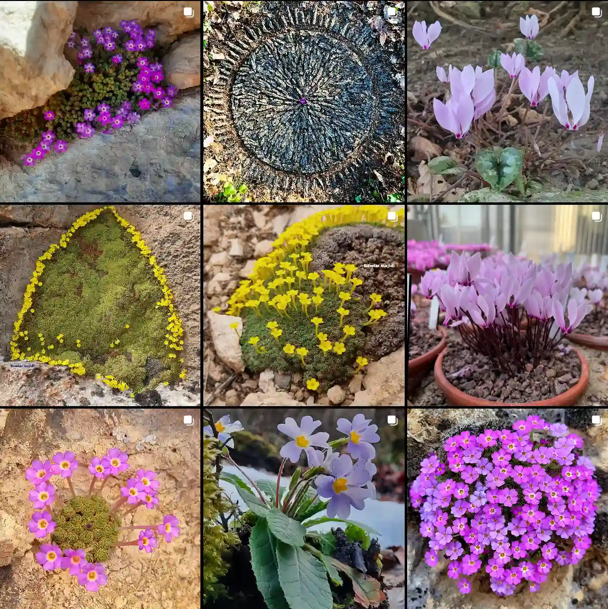 Plant Family: 56 Genera in Primulaceae - Primrose Family