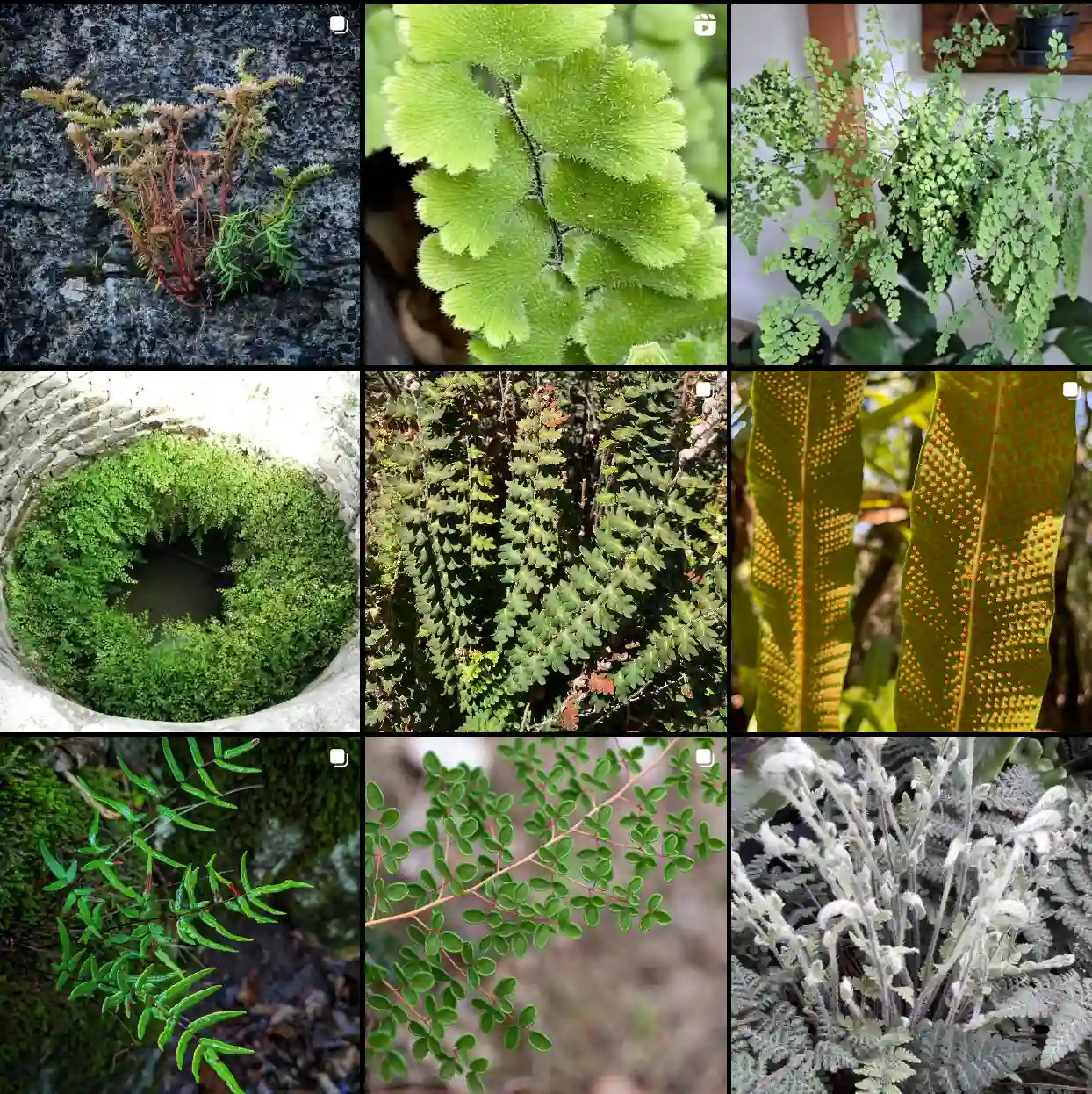Plant Family: 30 Genera in Pteridaceae