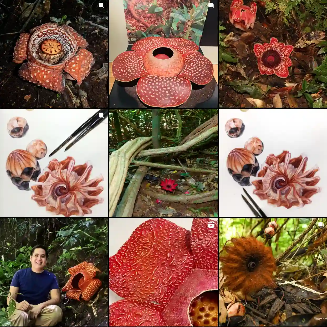 Plant Family: 3 Genera in Rafflesiaceae