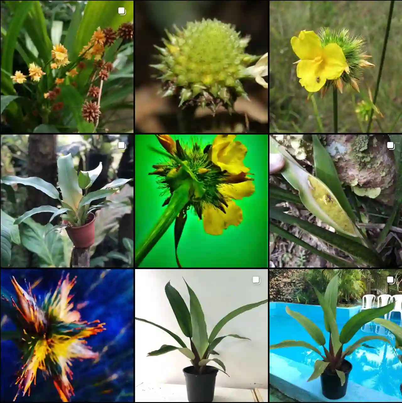 Plant Family: 17 Genera in Rapateaceae