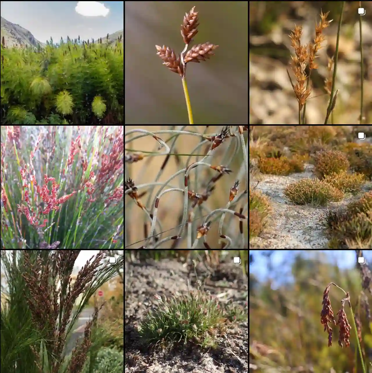 Plant Family: 48 Genera in Restionaceae