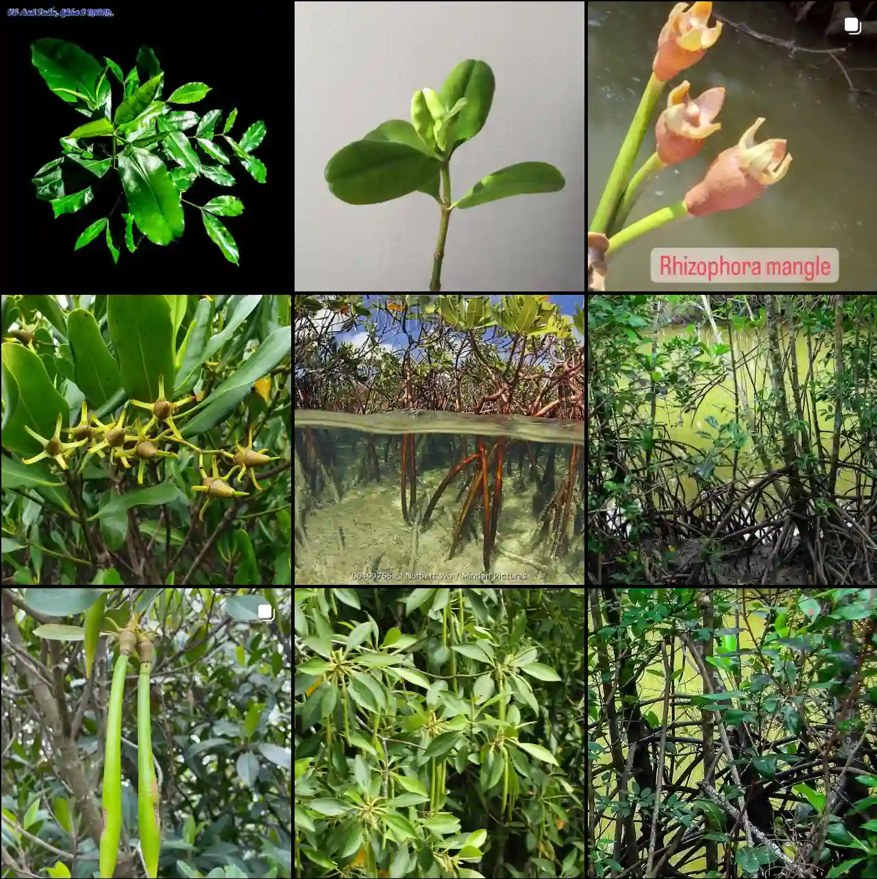 Plant Family: 15 Genera in Rhizophoraceae - Mangrove Family