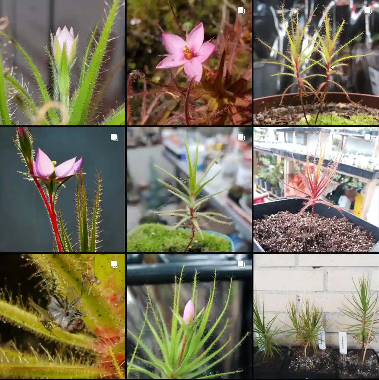 Plant Family: Roridulaceae - Genus Roridula