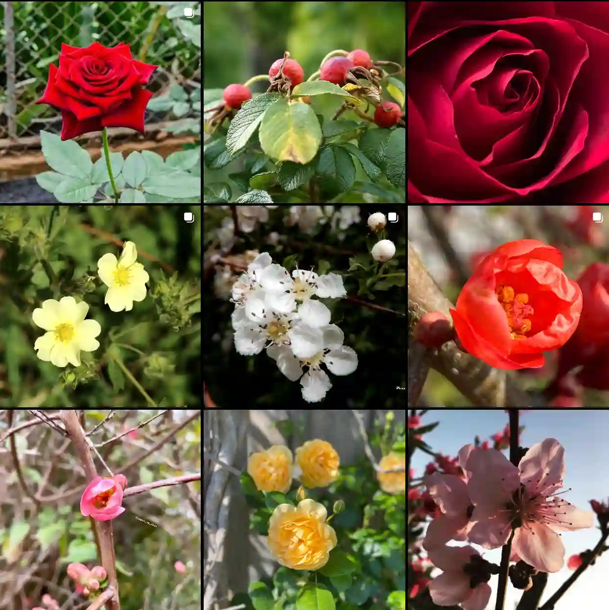 Plant Family: 115 Genera Rosaceae - Rose Family