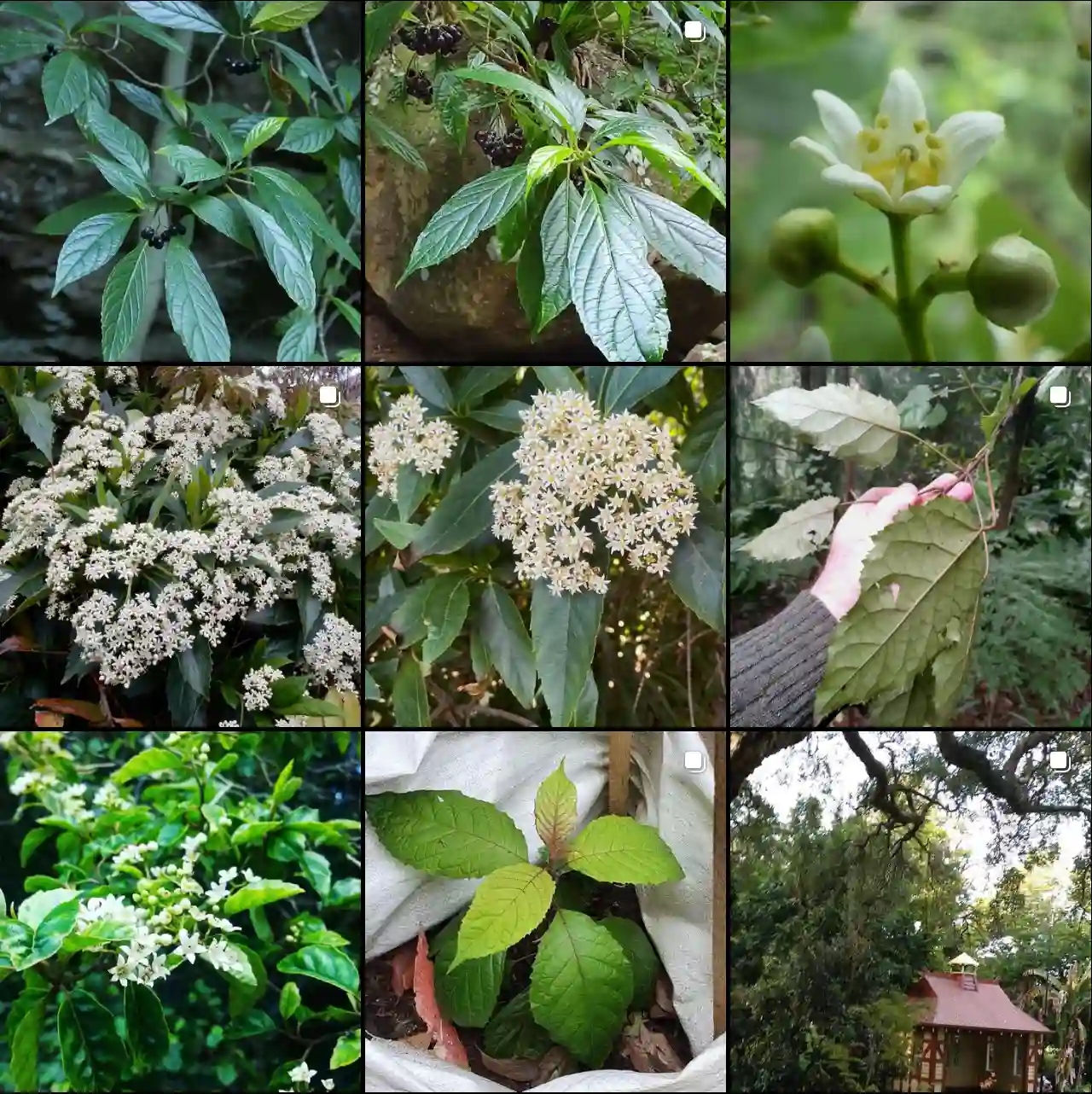 Plant Family: 4 Genera in Rousseaceae