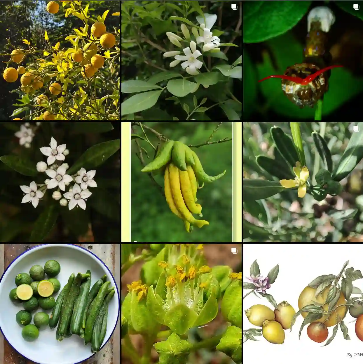 Plant Family: 150 Genera in Rutaceae