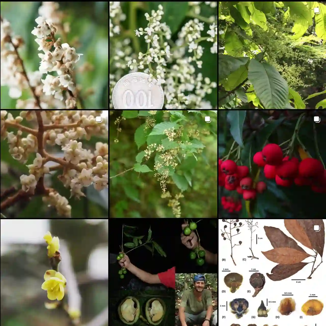 Plant Family: 3 Genera in Sabiaceae