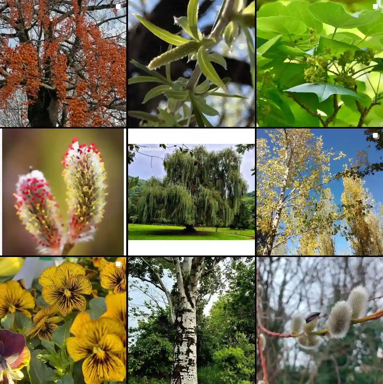 Plant Family: 51 Genera in Salicaceae - Willow Family