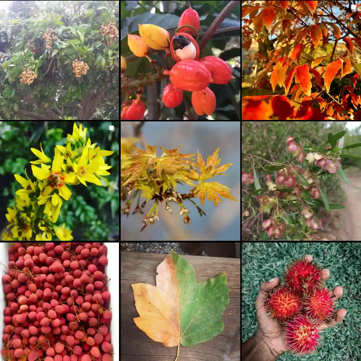 Plant Family: 143 Genera in Sapindaceae - Soapberry Family