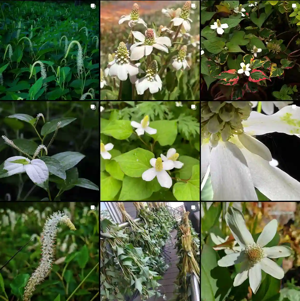 Plant Family: 4 Genera in Saururaceae - Lizard's Tail Family