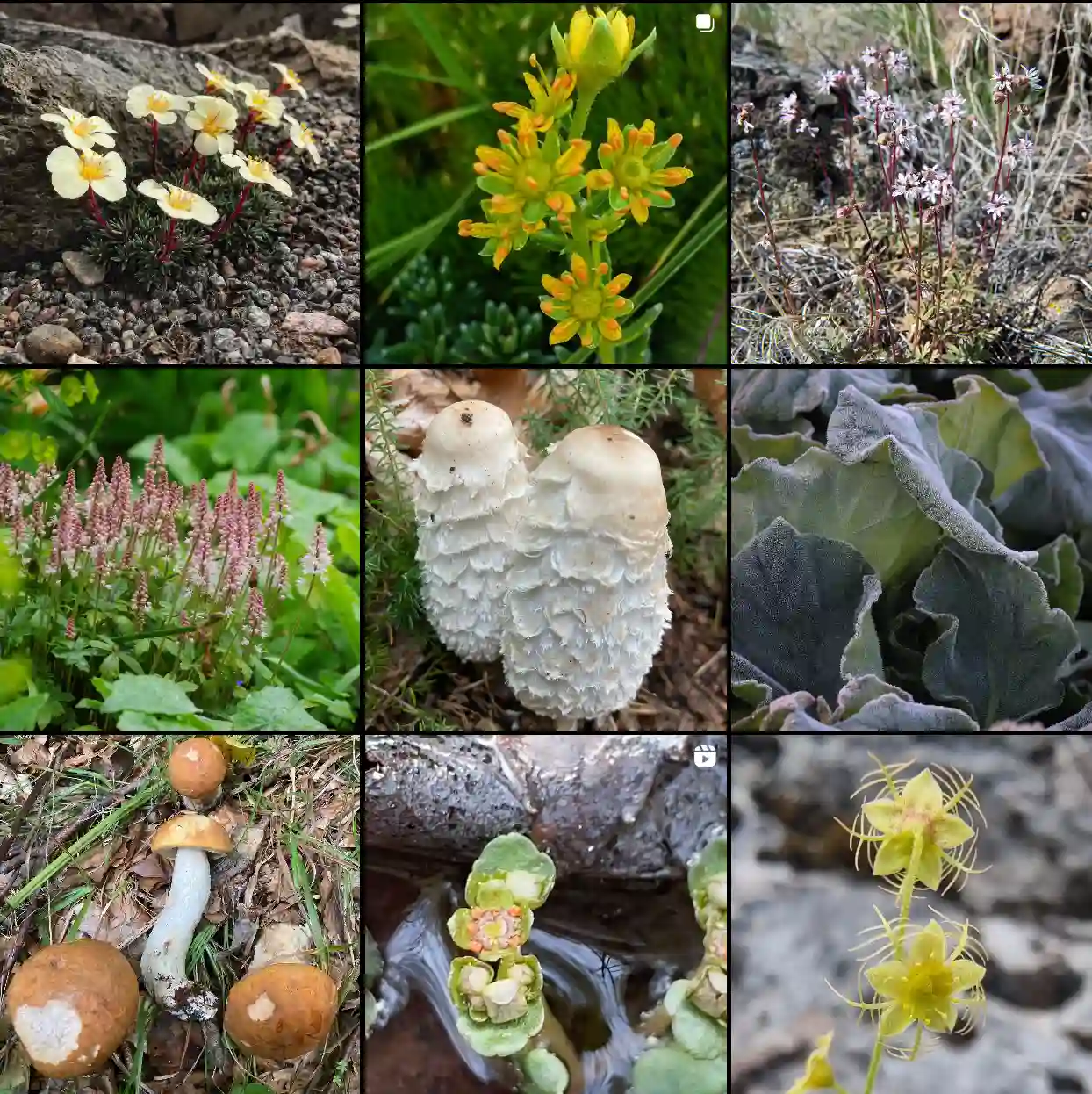 Plant Family: 39 Genera in Saxifragaceae